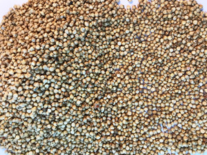 Foodies Puppies Pure Natural Bajra/Kambu Grains for all Birds Food for ...