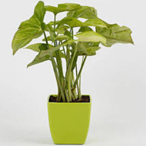 khushboo Syngonium Plant Price in India - Buy khushboo Syngonium Plant ...