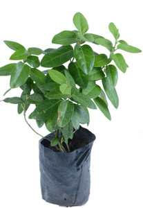 Chamunda Greens Heart Leaf Oxycardium Plant Price in India - Buy ...