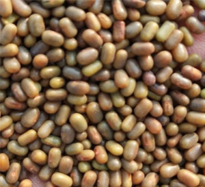MGBN DHAINCHA/PRIKLY SESBAN/SESBANIA BISPINOSA/MALAIMURUNGAI SEED (125 ...