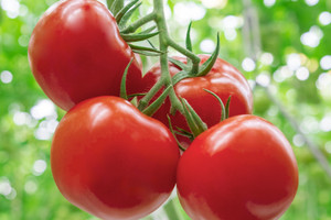RSRP RSRP TYCOON F1 HYBRID SHIV SONA TOMATO SEEDS Seed Price in India ...