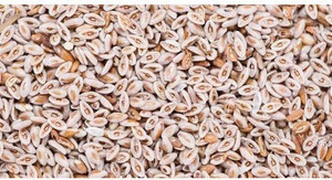 Go Raw EDIBLE ISABGOL SEEDS - ISAB GOL BEEJ - PLANTAGO OVATA (250 gram ...
