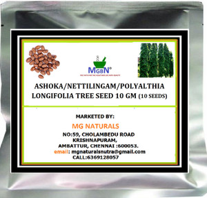 MGBN ASHOKA/NETTILINGAM/POLYALTHIA LONGIFOLIA TREE SEED - 10 GM (10 ...