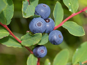 Trothic Gardens Rare Exotic Baraba Fruit Dwarf Plant For Fruit Tree ...