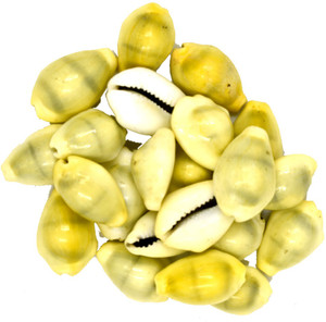 AFH Natural Original Kawdi, Kaudi, Kowdi, Cowrie, Koudi, Kodi Shells ...