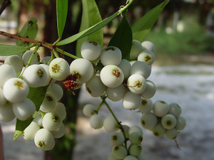 Trothic Gardens Exotic Syzygium zeylanicum Poocha Pazham/Cat Eye Fruit ...