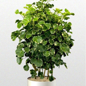 NurseryNature Aralia Gold Ball Plant Price in India - Buy NurseryNature ...