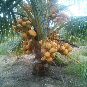 Trothic Gardens Hybrid Dwarf" Yellow Orange" Coconut Tree Plant Cocos ...