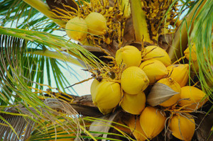 Trothic Gardens High Yield Hybrid Rare Dwarf Coconut" Yellow Malayan ...