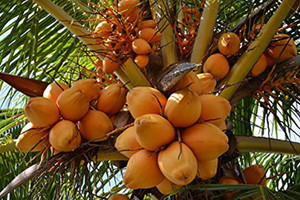 Trothic Gardens Dwarf Rare High Yielding " MALAYSIAN ORANGE" Coconut ...