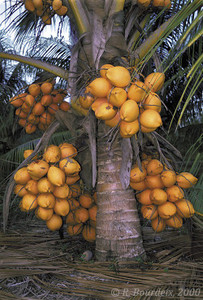 Trothic Gardens Orange Malayan Coconut Tree Live Plant Sapling Price in ...
