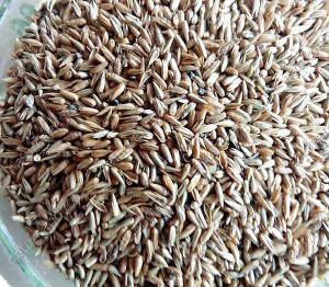 Subhadra Apamarga seed - Latjira beej - Chirchita beej - Prickly Chaff ...