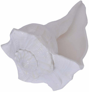 Pandit NM Shrimali Dakshinavarti Shankh For Puja Big Size White Shankh ...