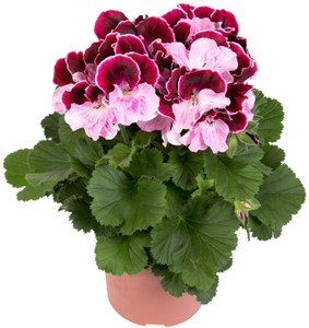 NurseryNature Geranium Plant Price in India - Buy NurseryNature ...