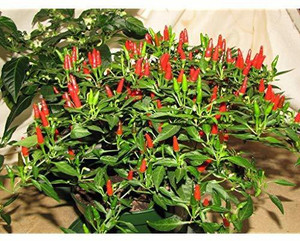 Trothic Gardens Pepper Chilli Hybrid Bengali Surajmukhi Type Seeds Seed ...