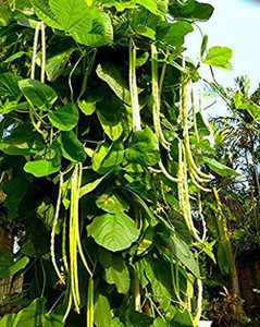 Trothic Gardens " LOLA" Cowpea Vegetable Seeds Seed Price in India ...