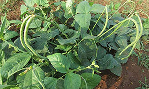 LushGreen Gardens Rare Hybrid Long Type" Lola" Variety Cowpea Vegetable ...