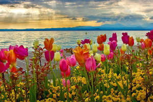 Nature Poster |Scenery/Flowers Decorative Wall Poster | Poster For Room ...