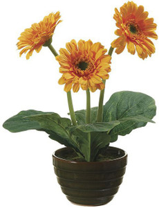 NurseryNature Gerbera Plant Price in India - Buy NurseryNature Gerbera ...