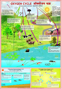 Environment Chart - Oxygen cycle Photographic Paper - Educational ...