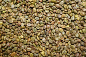 Green India Acacia Tortlis / Israeli babool / kikar (Vachellia tortilis ...