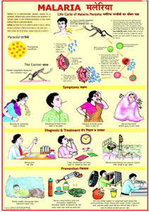 Malaria Chart Photographic Paper - Educational posters in India - Buy ...