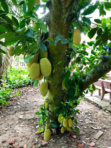 Trothic Jackfruit Plant Price in India - Buy Trothic Jackfruit Plant ...