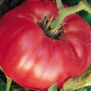 VibeX ® VLR-650 German Johnson' Large Beefsteak Tomato Seeds Seed Price ...