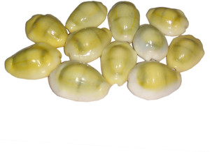 Real Seed Lakshmi Peeli / Yellow Kawri Kodi Peeli Cowrie Sea Shell ...