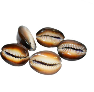 Real Seed Ocean Vishnu Laxmi Kaudi Sacred Shankh 5 Pieces Stoneware ...