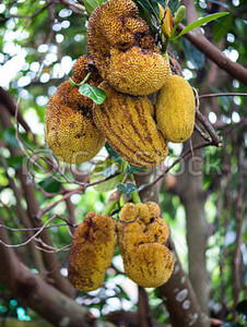 LushGreen Jackfruit Plant Price in India - Buy LushGreen Jackfruit ...