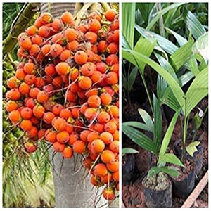 Trothic Tree Seeds Supari Plant Seeds Tree Seeds For Home Outdoor For ...