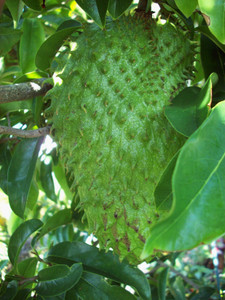 CooPany Custard Apple Plant Price in India - Buy CooPany Custard Apple ...