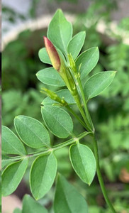 CooPany JATHI MALLI / PICHE POO LIVE PLANT Seed Price in India - Buy ...