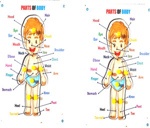 Vedy Wooden Human Body Parts Price in India - Buy Vedy Wooden Human ...