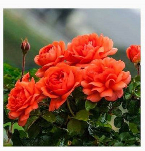 SJ STOCKS Rose Plant Price in India - Buy SJ STOCKS Rose Plant online ...
