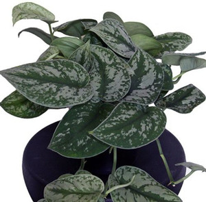 ExoticRare Pothos Plant Price in India - Buy ExoticRare Pothos Plant ...