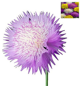 ACCELCROP Cornflower Dwarf Double Mix Flower Seed Price in India - Buy ...