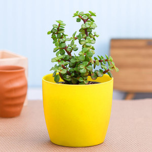 Mohini Plant Jade Plant Price in India - Buy Mohini Plant Jade Plant ...
