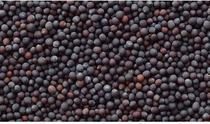 GRAH PRAVESH sarson, mustard Seed Price in India - Buy GRAH PRAVESH ...