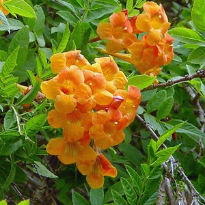 Trothic Tecoma Plant Price in India - Buy Trothic Tecoma Plant online ...