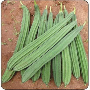Greenery Hub Ridge gourd seeds, jhinga seeds, Torai in hindi Seed Price ...