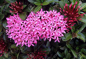 Trothic Trothic Ixora/Chethi Plant Price in India - Buy Trothic Trothic ...