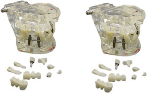 API Dental Teeth Model Grey - (Pack of 2) Price in India - Buy API ...