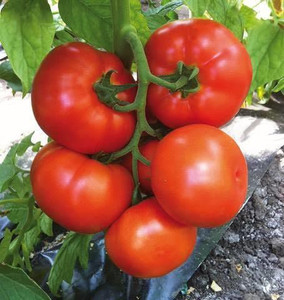 RoyalGardening Tamatar, Tomato Seed Price in India - Buy RoyalGardening ...