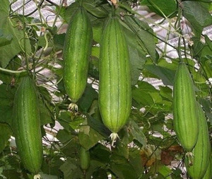 Grow Organic Home Farm Tori Seed Price in India - Buy Grow Organic Home ...