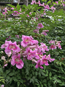 LushGreen Tecoma Plant Price in India - Buy LushGreen Tecoma Plant ...