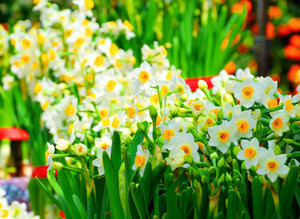 Navya germination Nargis Narcissus Flower Bulbs Best Pack of 30 In ...