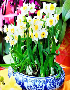 Navya germination Nargis Narcissus Seed Price in India - Buy Navya ...