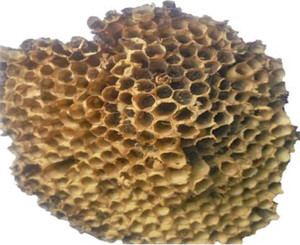 olamic Yellow Bee Nest/Tatiya ka Chatta for Hair Oil (Patanjali ...